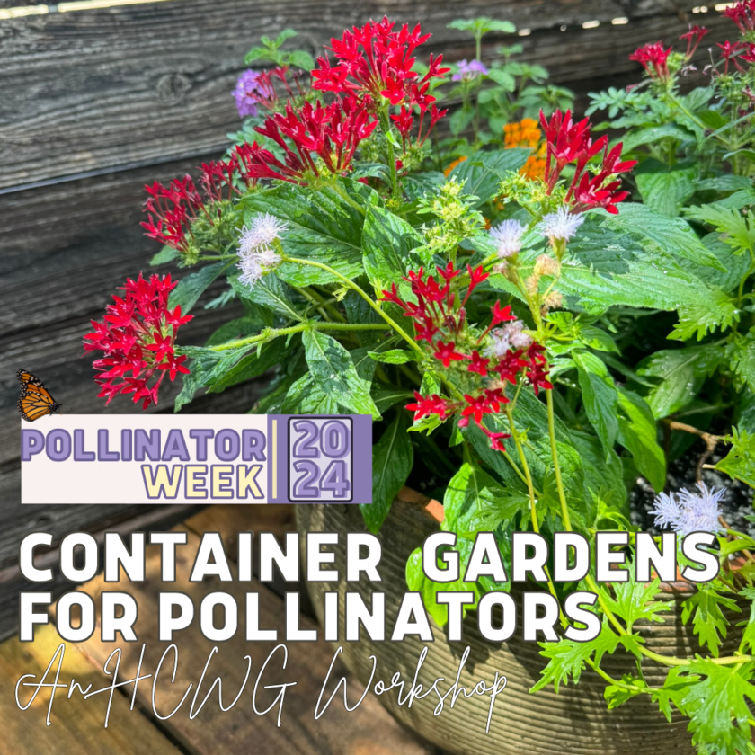 Workshop: Container Gardens for Pollinators - Hill Country Water ...