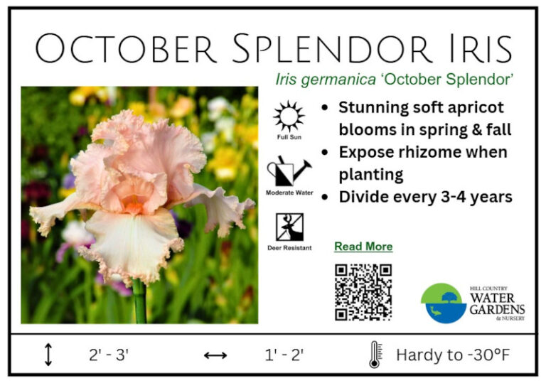 Plant Nursery - Hill Country Water Gardens & Nursery