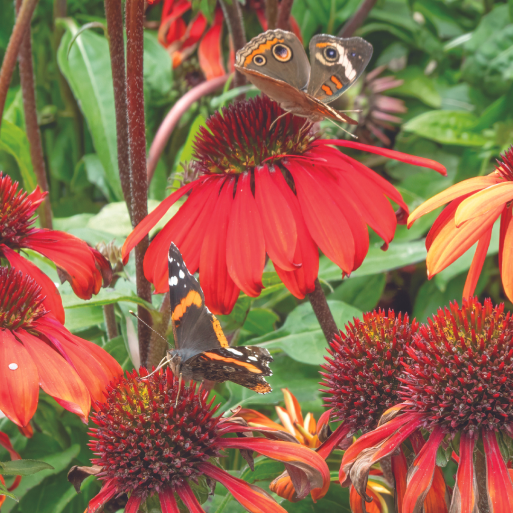 Native Plants: The Key to a Pollinator Garden in Cedar Park