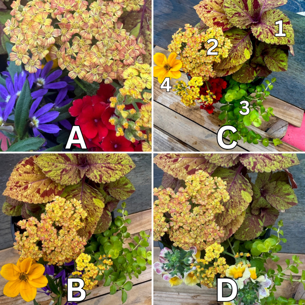 Designing Colorful Container Gardens - Hill Country Water Gardens & Nursery