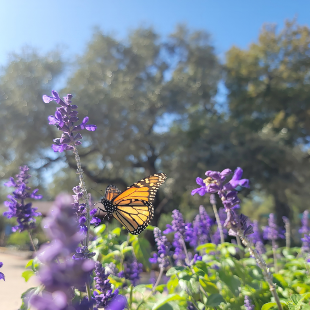 Native Plants: The Key to a Pollinator Garden in Cedar Park