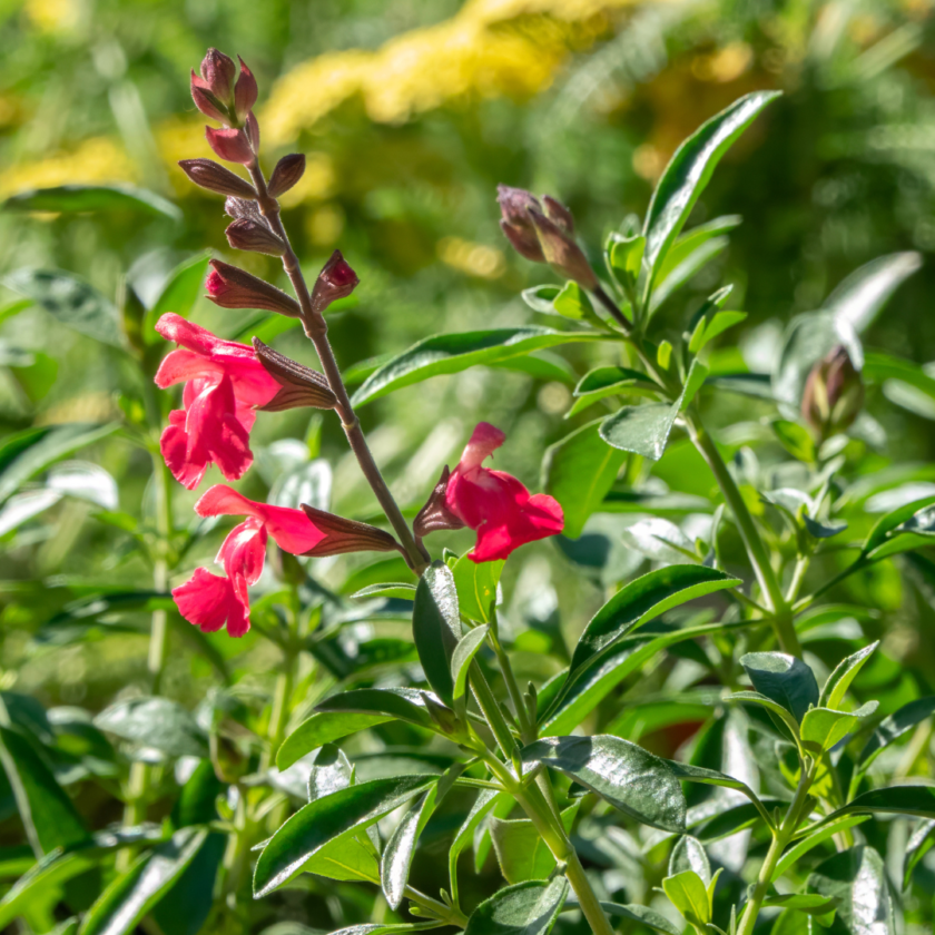 Native Plants: The Key to a Pollinator Garden in Cedar Park