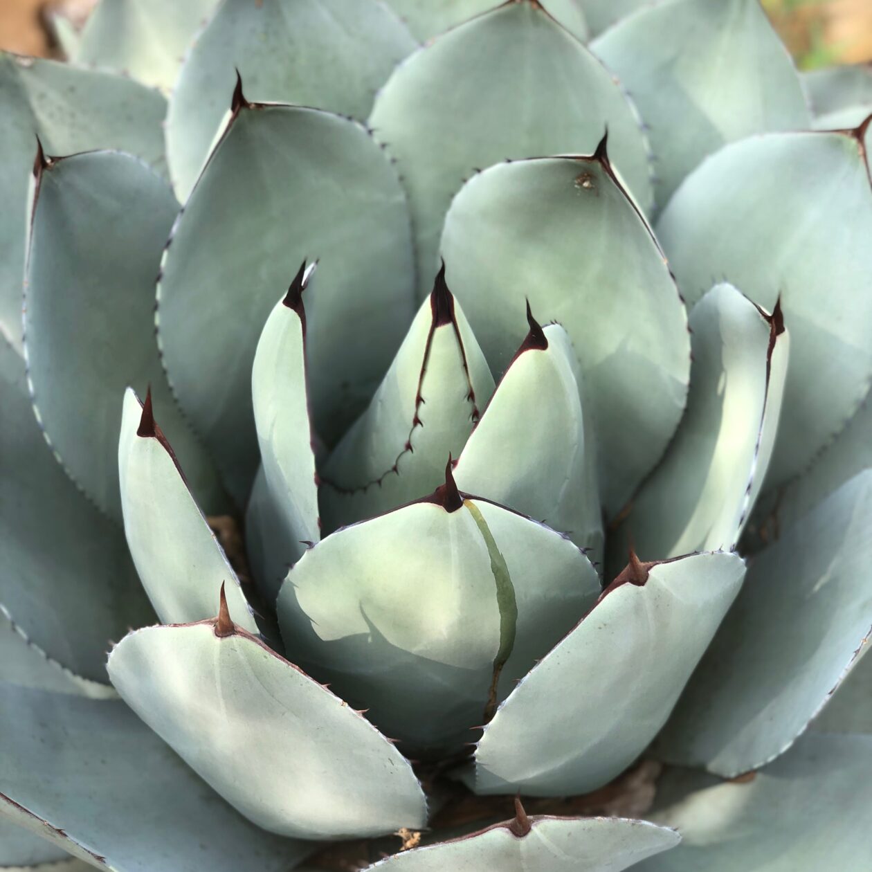 Xeric & Water-Wise Plants - Hill Country Water Gardens & Nursery