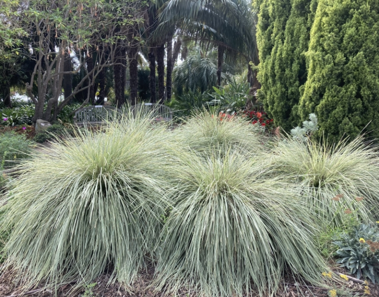 Arctic Frost Lomandra - Hill Country Water Gardens & Nursery