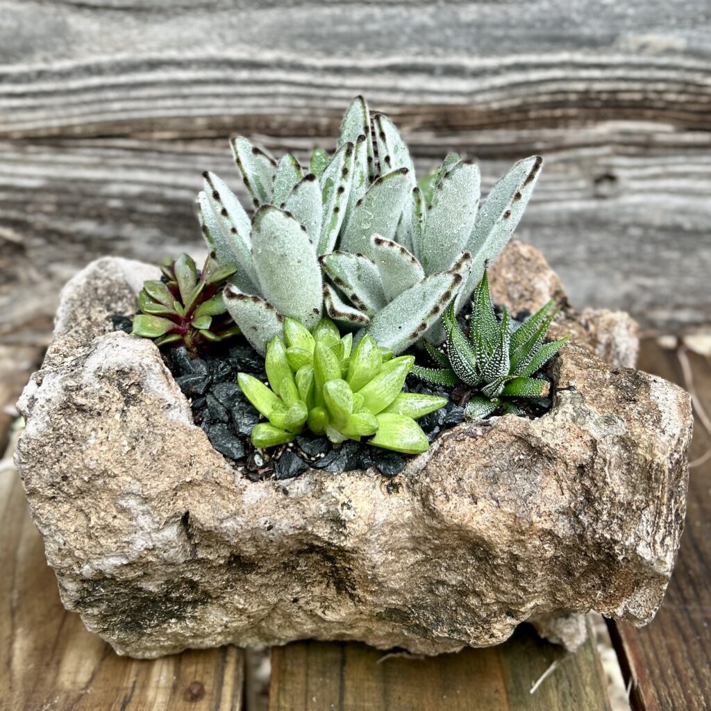 Big Bend Stone Succulent Make-n-Take - Hill Country Water Gardens & Nursery