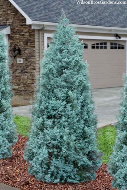 Blue Ice Arizona Cypress - Hill Country Water Gardens & Nursery