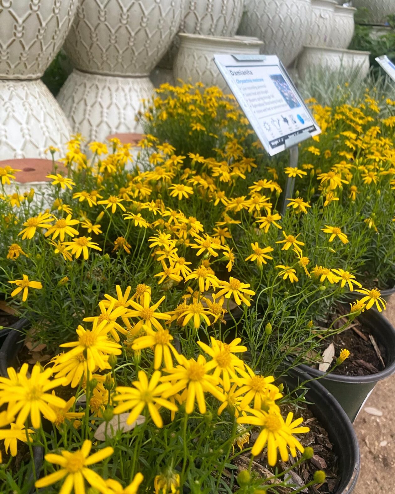 The Big Deal About Pollinators - Hill Country Water Gardens & Nursery