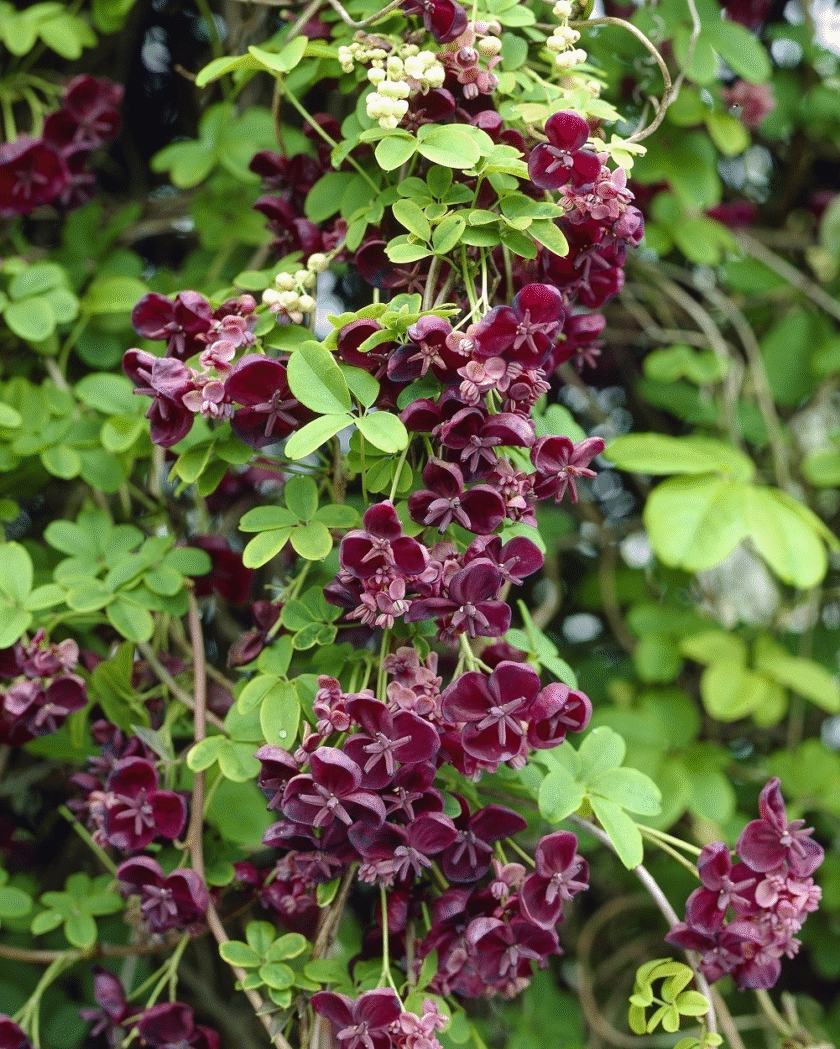 Chocolate Vine - Hill Country Water Gardens & Nursery