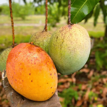 Coconut Cream Mango - Hill Country Water Gardens & Nursery
