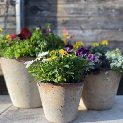 Cool-Season Annual Combo Container Workshop - Hill Country Water ...