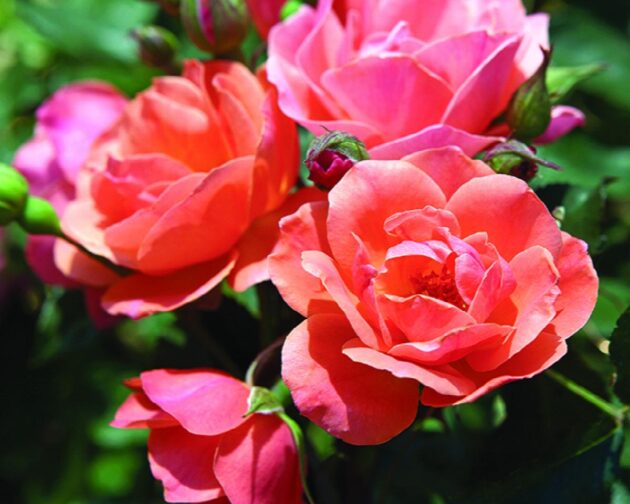 Coral Knock Out Rose - Hill Country Water Gardens & Nursery