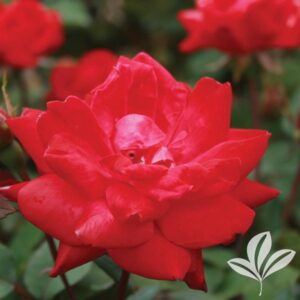 Double Knock Out Rose - Hill Country Water Gardens & Nursery