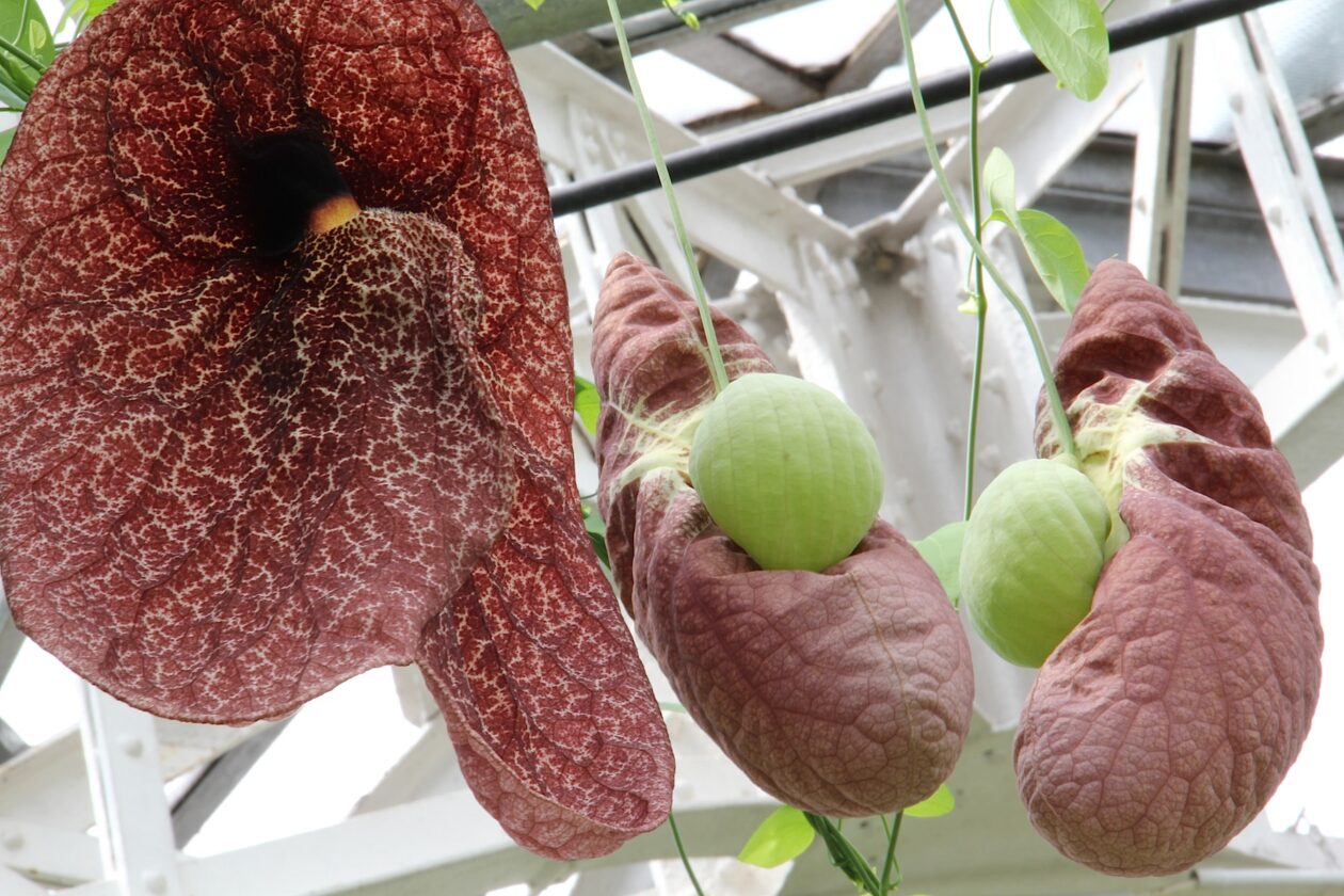 Aristolochia Dutchman’s Pipe Vine - Hill Country Water Gardens & Nursery