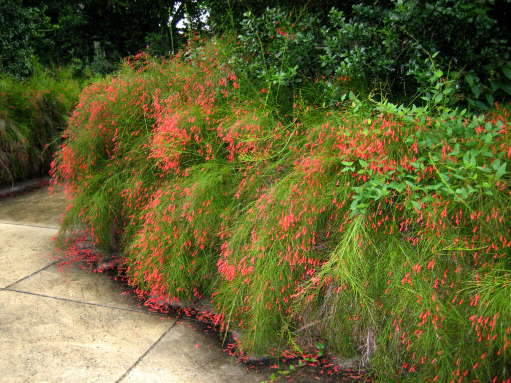 Firecracker Fern - Hill Country Water Gardens & Nursery
