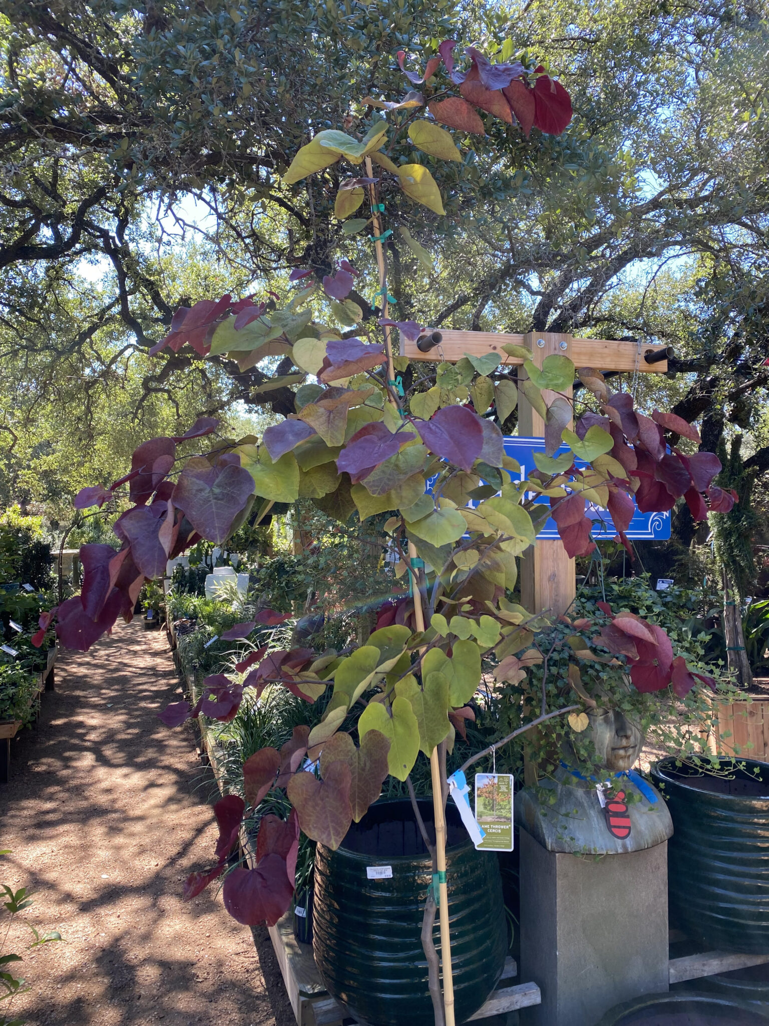 Flamethrower Redbud - Hill Country Water Gardens & Nursery