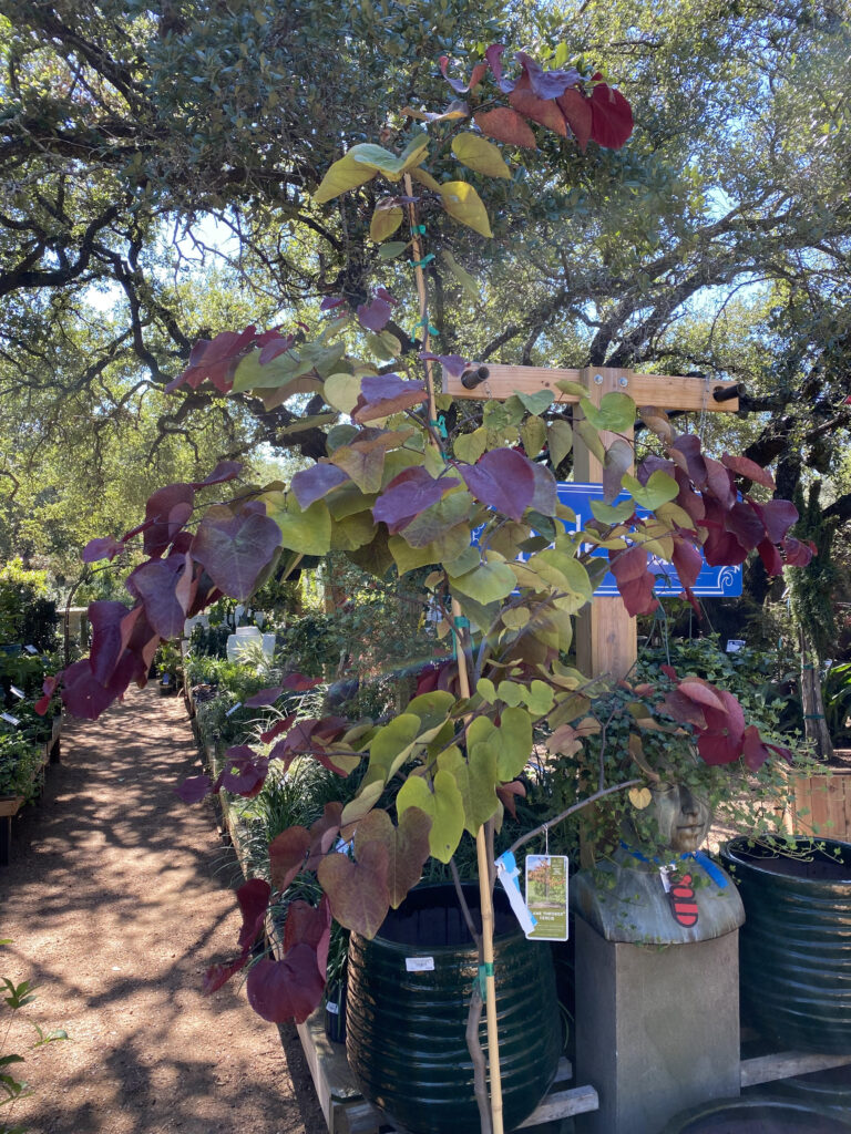 Flamethrower Redbud - Hill Country Water Gardens & Nursery