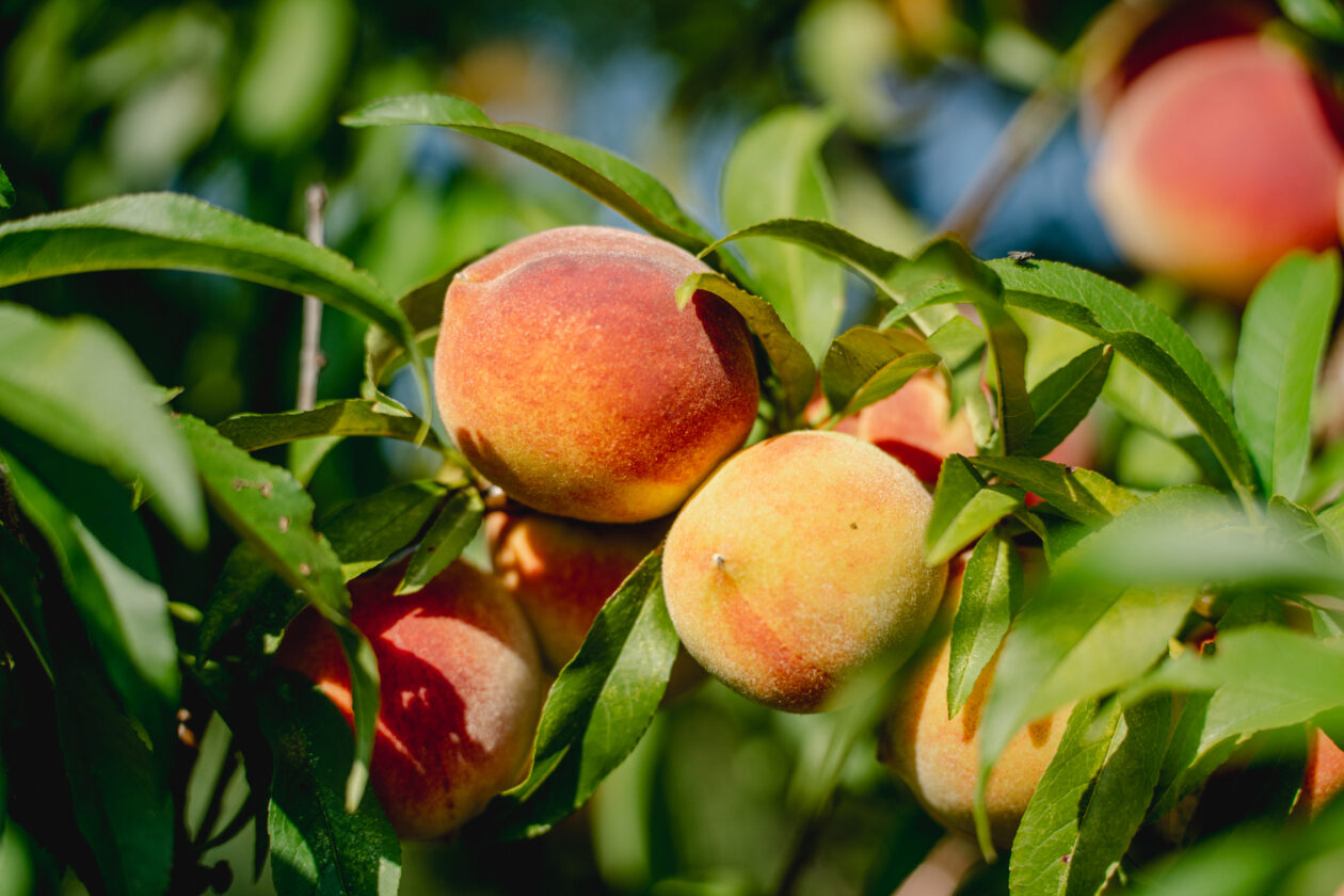 Florida Prince Peach - Hill Country Water Gardens & Nursery