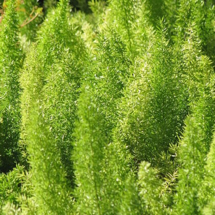 Silver Pony Foot - Hill Country Water Gardens & Nursery