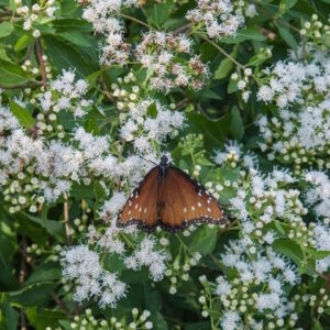 Fragrant White Mistflower - Hill Country Water Gardens & Nursery