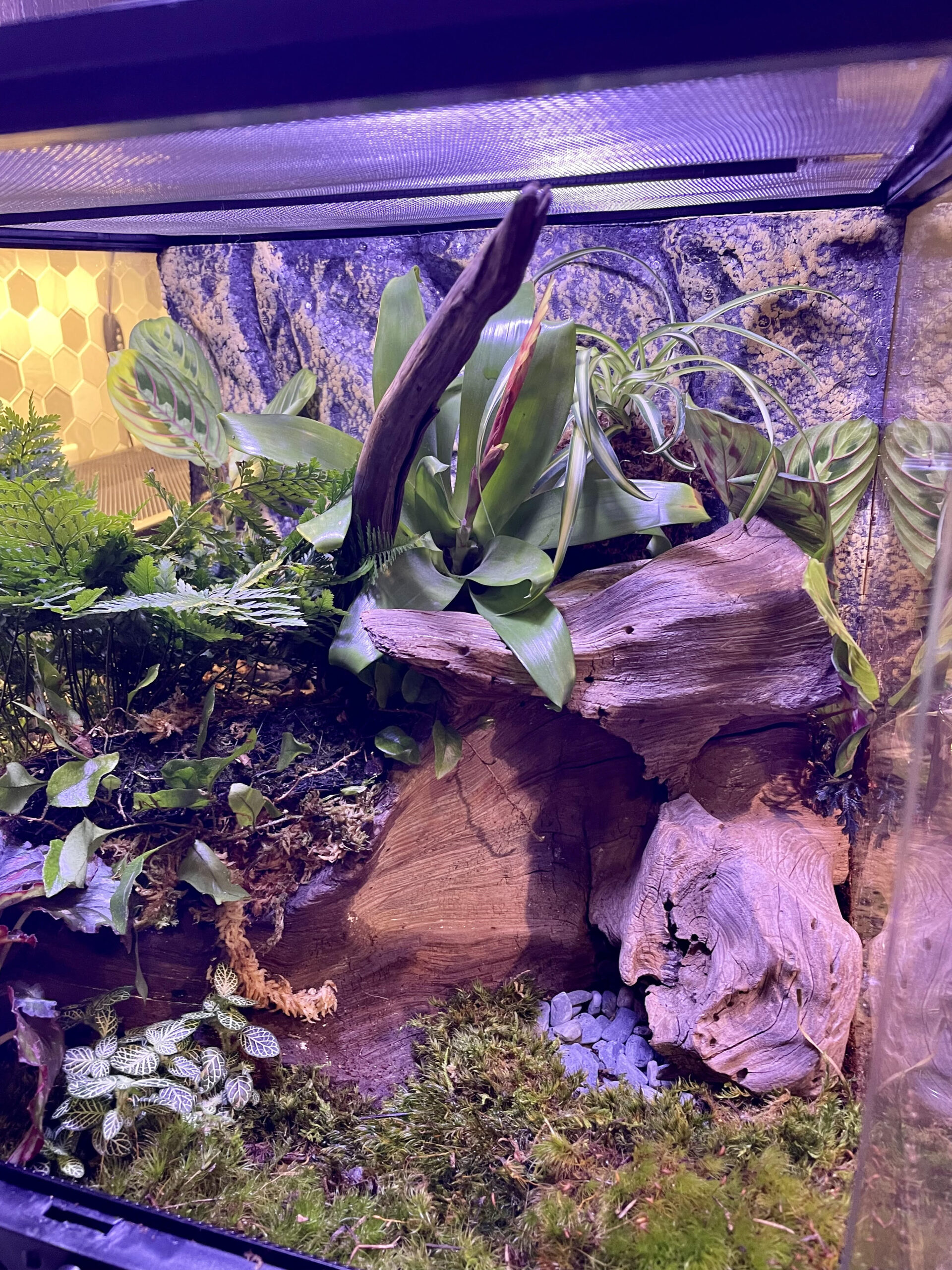Decomposers for Terrariums - Hill Country Water Gardens & Nursery