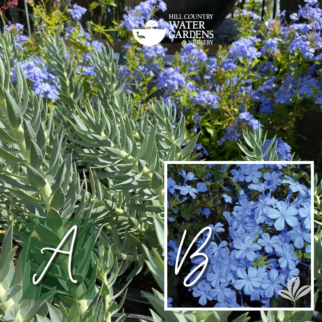 10 Heat-Loving Perennials - Hill Country Water Gardens & Nursery