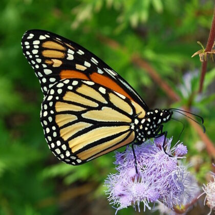 Gregg’s Blue Mistflower - Hill Country Water Gardens & Nursery
