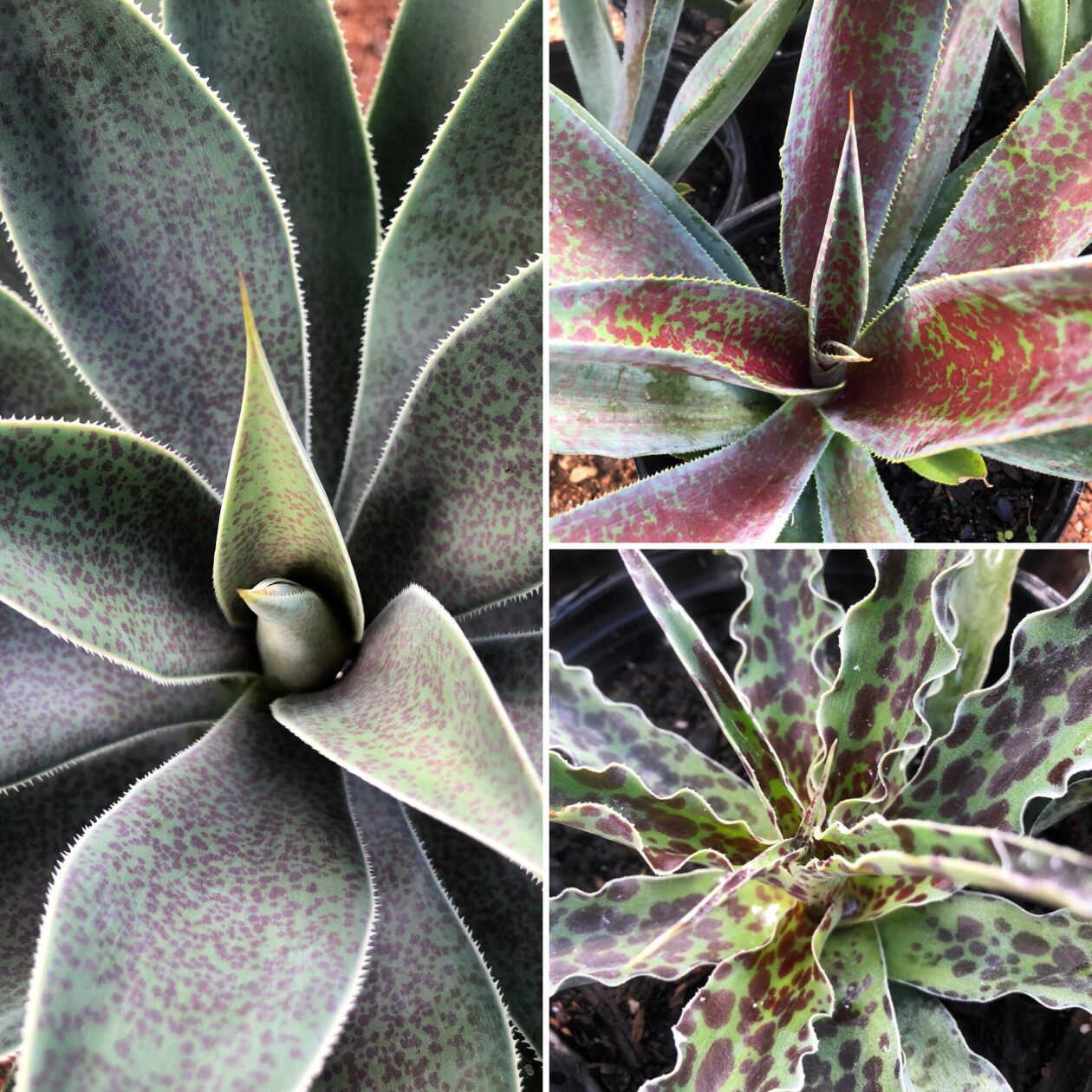 Succulents & Cacti - Hill Country Water Gardens & Nursery