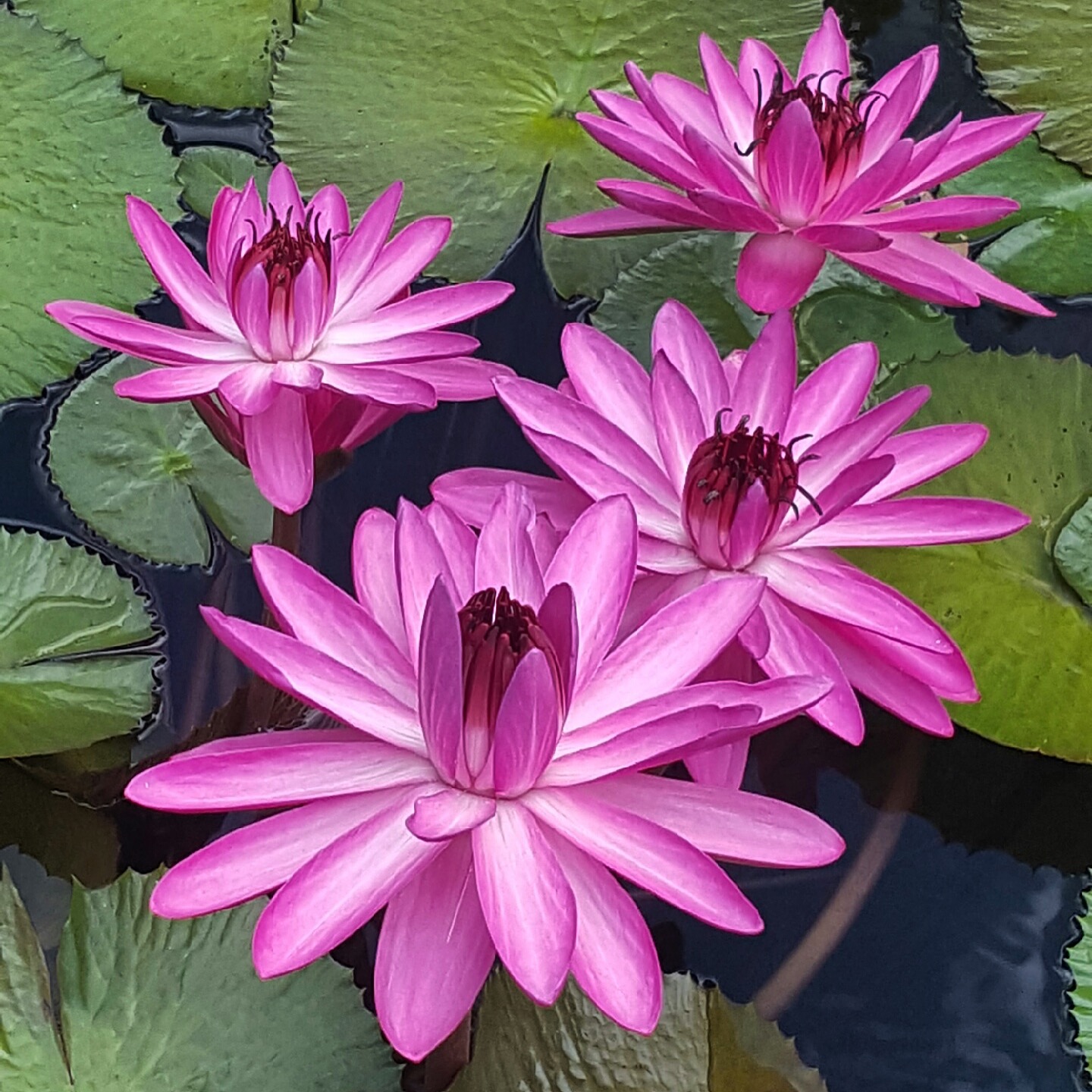 Plant Nursery - Hill Country Water Gardens & Nursery