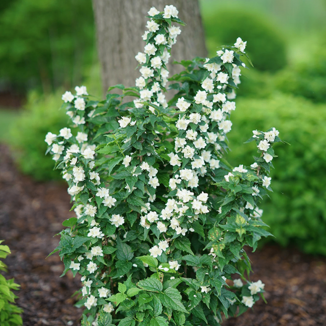 Illuminati Tower Mock Orange - Hill Country Water Gardens & Nursery
