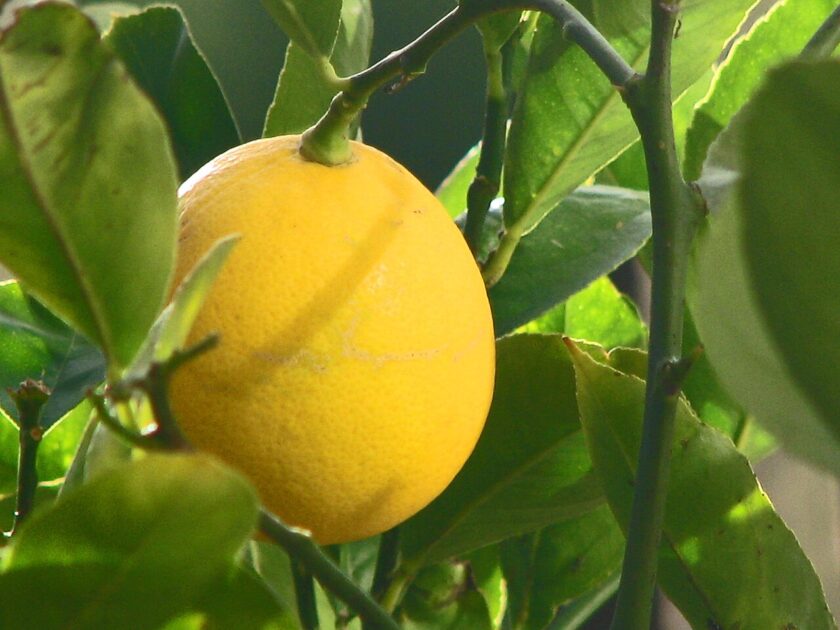 Improved Meyer Lemon - Hill Country Water Gardens & Nursery