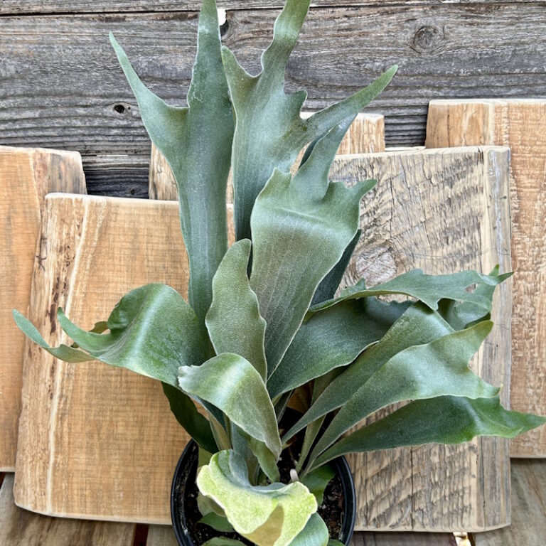 Staghorn Fern Mounting Workshop - Hill Country Water Gardens & Nursery