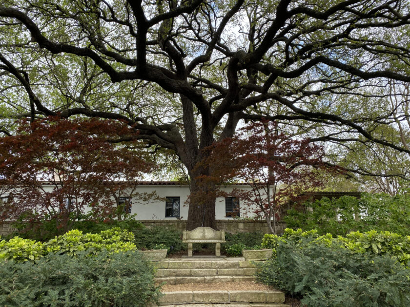 Live Oak - Hill Country Water Gardens & Nursery