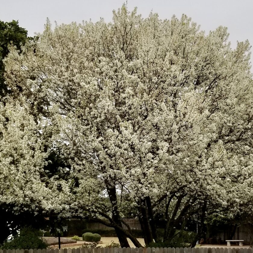 Ge Neri Fig - Hill Country Water Gardens & Nursery