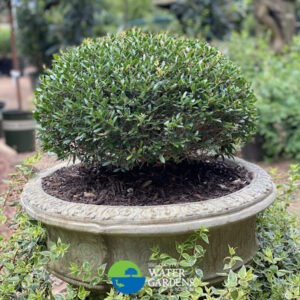 Micron Dwarf Yaupon Holly - Hill Country Water Gardens & Nursery