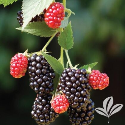 Navajo Blackberry - Hill Country Water Gardens & Nursery