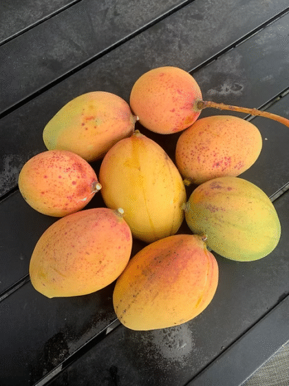 Pickering Mango - Hill Country Water Gardens & Nursery
