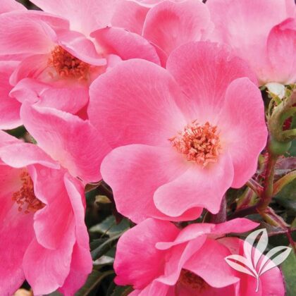 Pink Knock Out Rose - Hill Country Water Gardens & Nursery