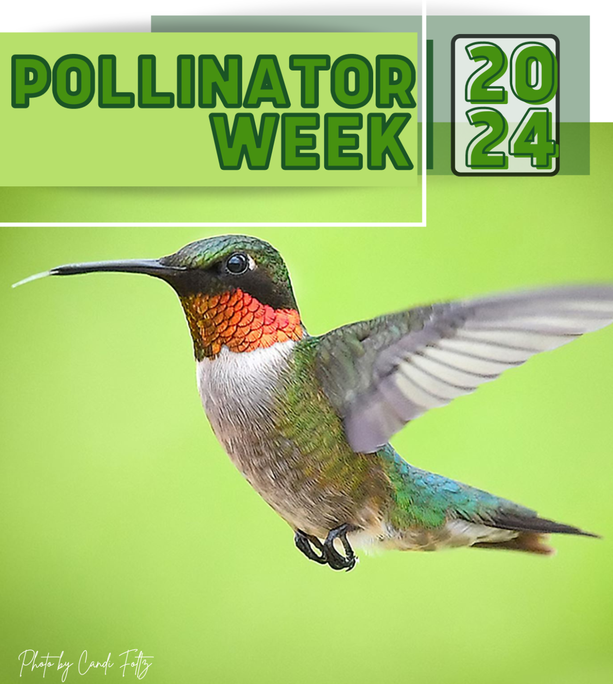 Summer Kids Workshop Pollinators (no habitat)! - Hill Country Water ...