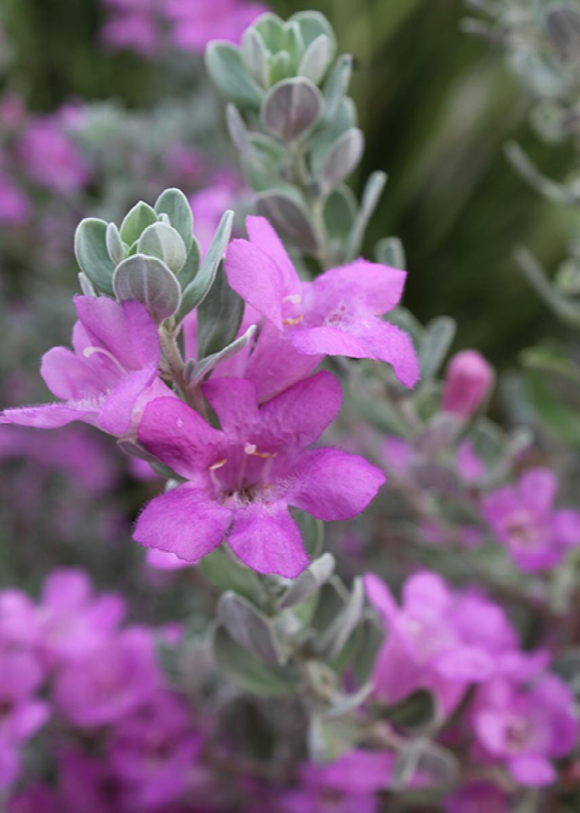 San Antonio Rose Texas Sage - Hill Country Water Gardens & Nursery