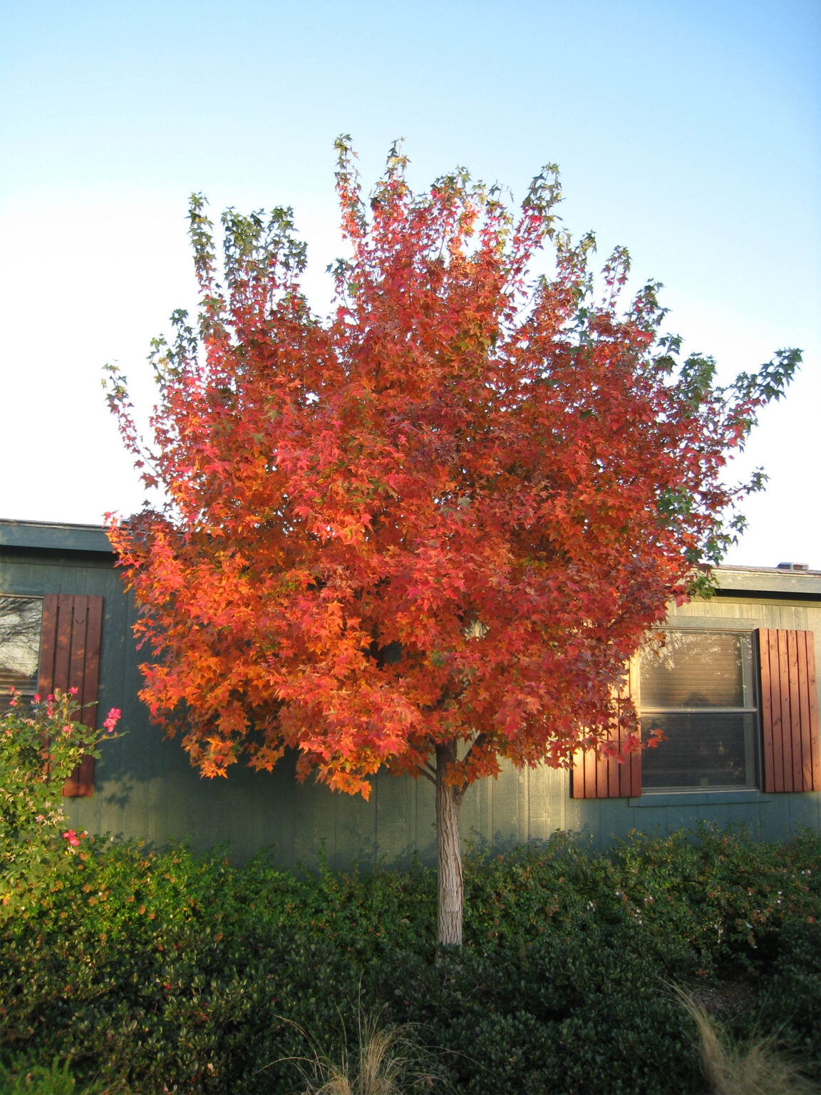Shantung Maple - Hill Country Water Gardens & Nursery