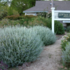 Silver Pony Foot - Hill Country Water Gardens & Nursery