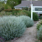 Silver Pony Foot - Hill Country Water Gardens & Nursery