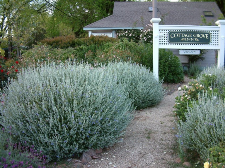 Silver Bush Germander - Hill Country Water Gardens & Nursery