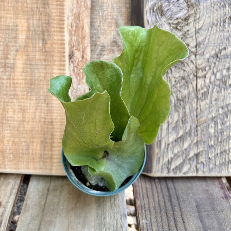 Staghorn Fern Mounting Workshop - Hill Country Water Gardens & Nursery