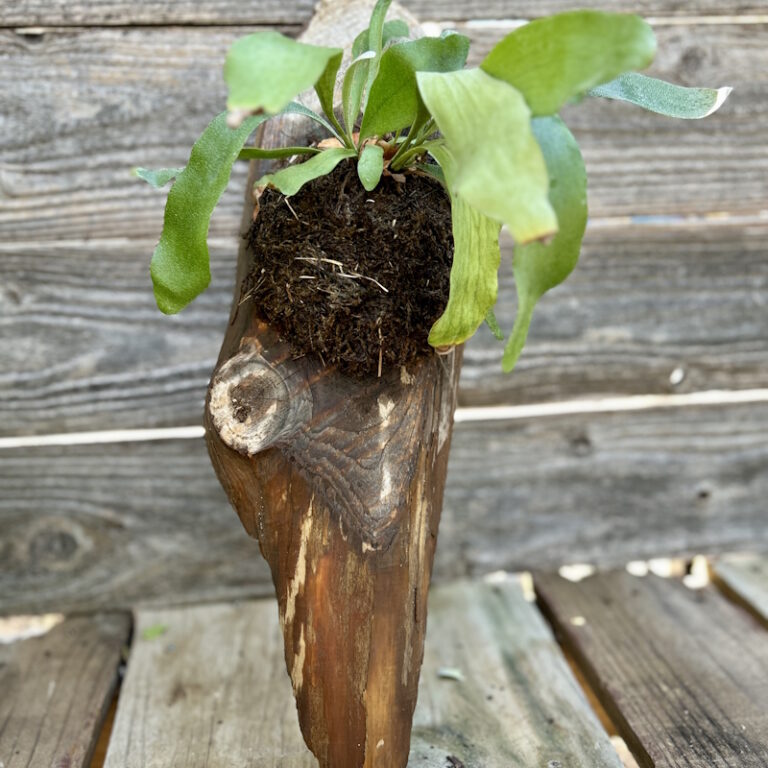 Staghorn Fern Mounting Workshop - Hill Country Water Gardens & Nursery