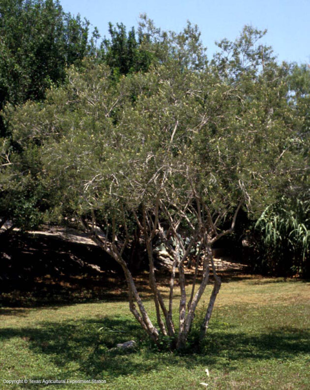 Texas Kidneywood - Hill Country Water Gardens & Nursery