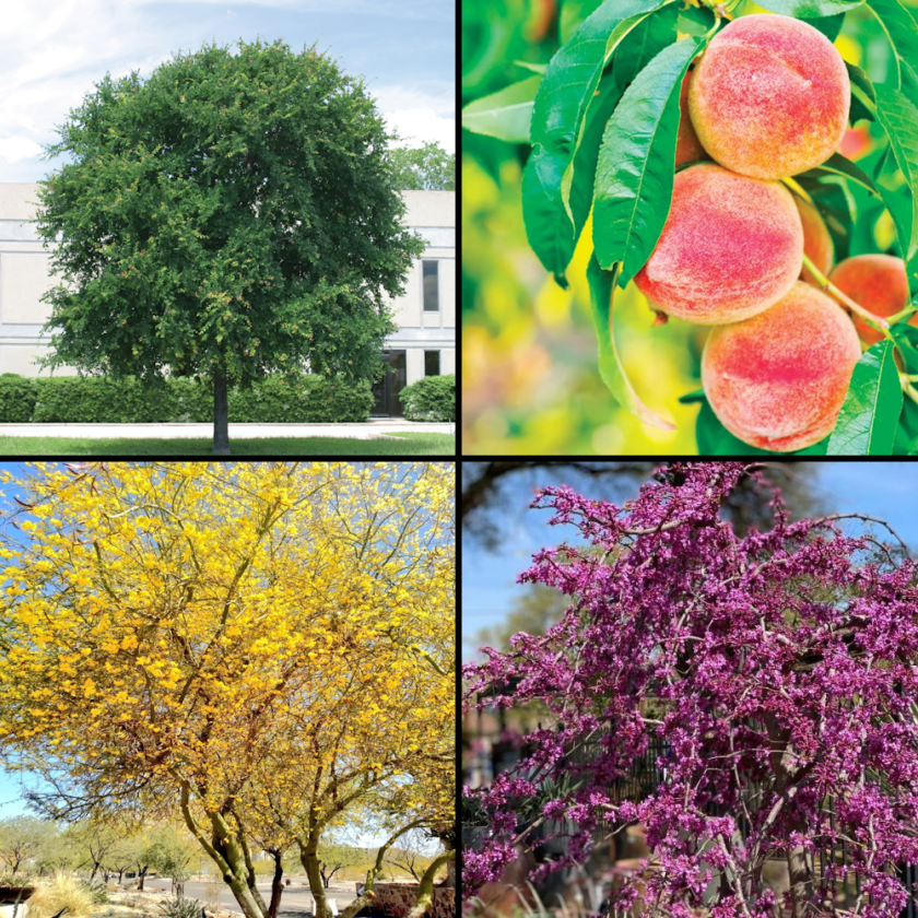 Shade, Fruit & Ornamental Trees - Hill Country Water Gardens & Nursery