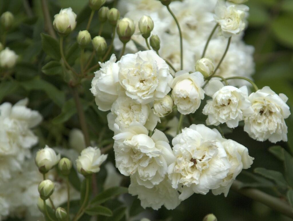 White Lady Banks Climbing Rose - Hill Country Water Gardens & Nursery