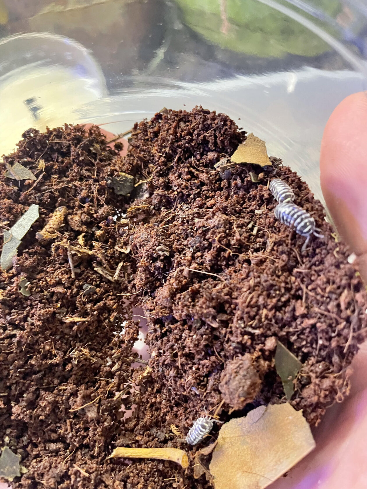 Decomposers for Terrariums - Hill Country Water Gardens & Nursery