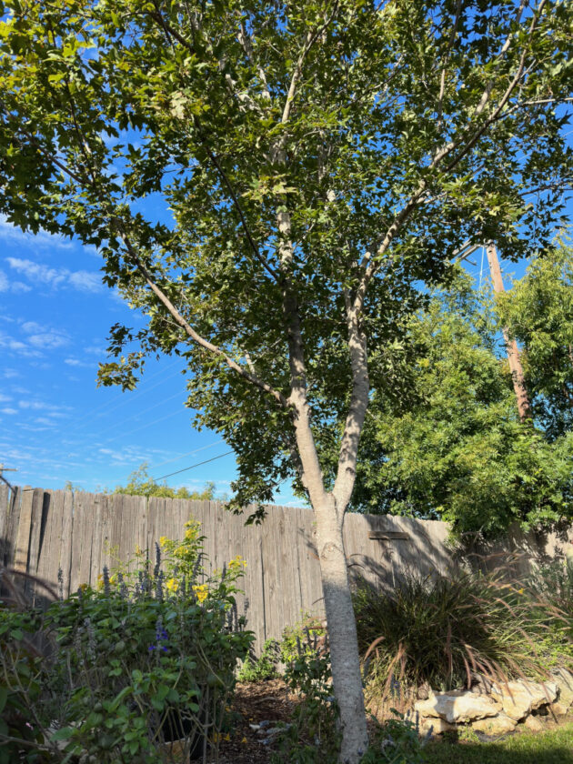 Our Top 5 Unusual Native Trees for Central Texas Landscapes - Hill ...